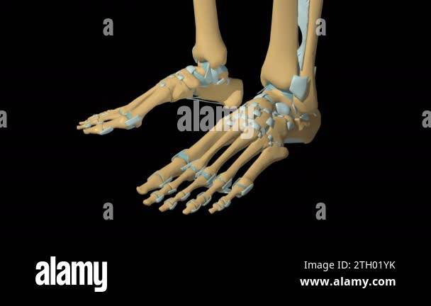 Foot anatomy tendons ligaments Stock Videos & Footage - HD and 4K Video ...