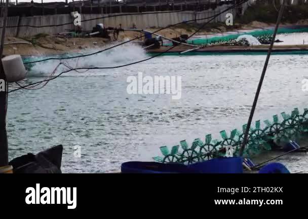 Shrimp farm with spinning water turbines. Static shot Stock Video ...