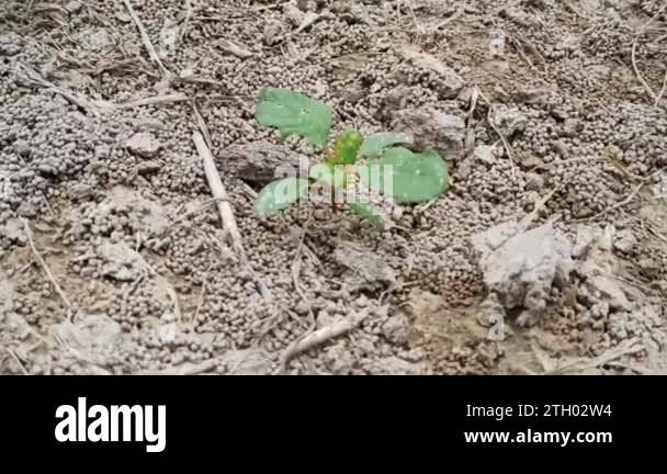 Dy care Stock Videos & Footage - HD and 4K Video Clips - Alamy