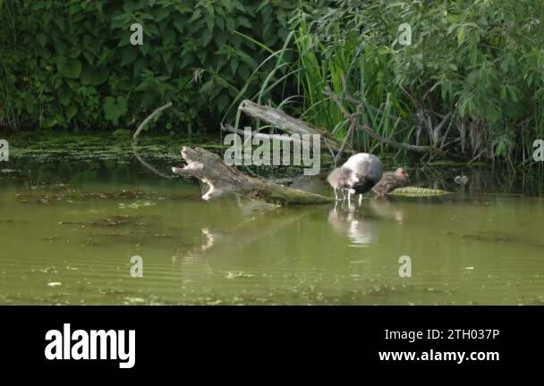 Brood plumage Stock Videos & Footage - HD and 4K Video Clips - Alamy