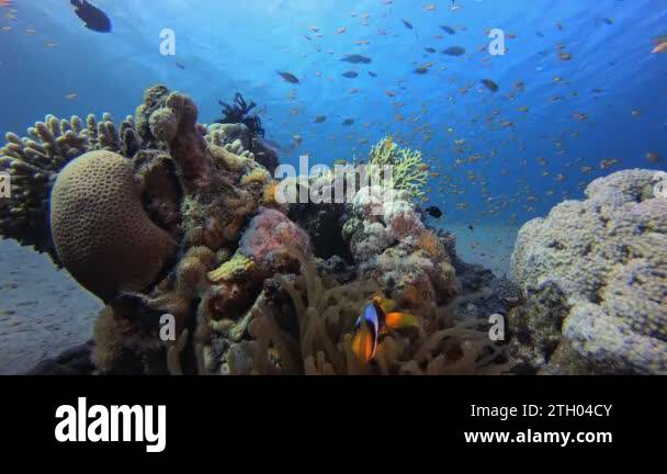 Coral Garden Orange Fish Clownfish. Underwater tropical colourful soft ...