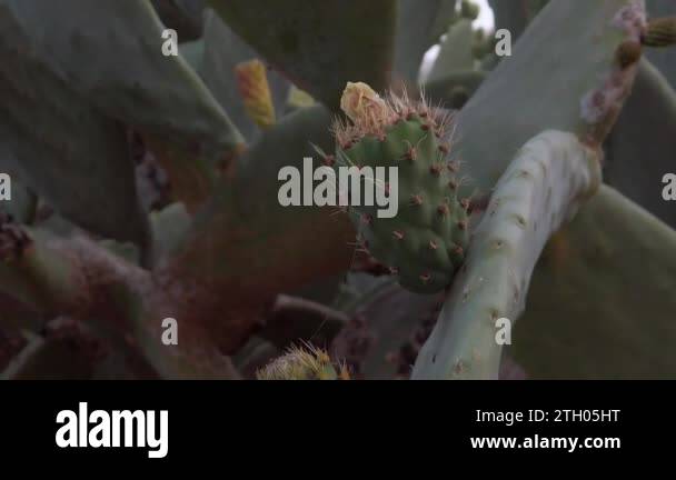 Desert spider cactus Stock Videos & Footage - HD and 4K Video Clips - Alamy
