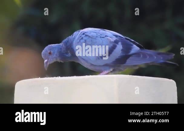 Columbiformes Stock Videos & Footage - HD and 4K Video Clips - Alamy
