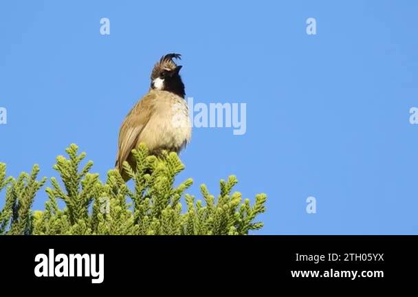 A close up video of an isolated yellow vented bulbul bird in the jungle ...
