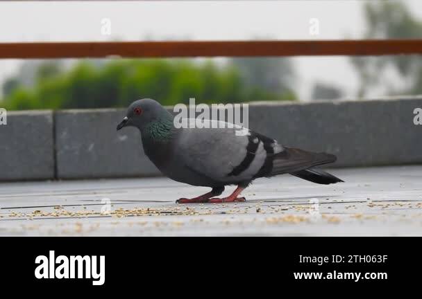 A pigeon eating left over food. House pigeon.Columbidae is a bird ...