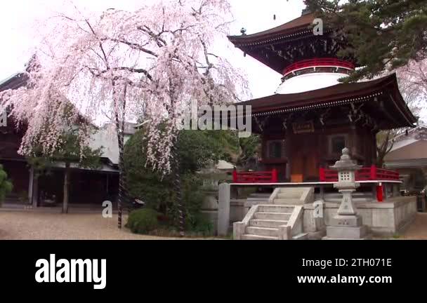 Cherry blossoms at Mount Yoshino (Yosinoyama) in Nara, Japan. Mount ...