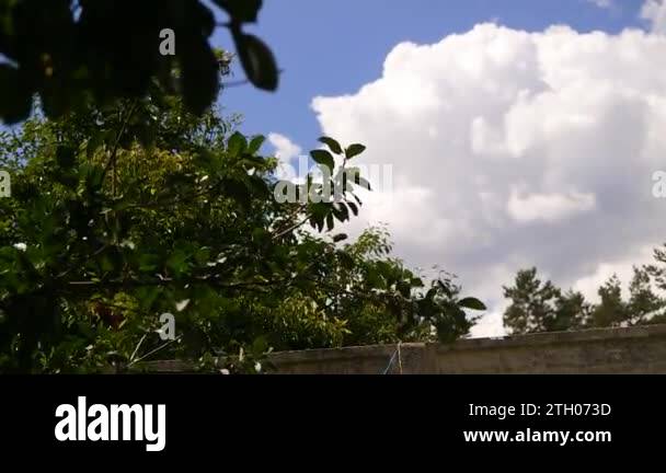 tree branches against the sky. branches sway in the wind. Birch branches without leaves flutter ...