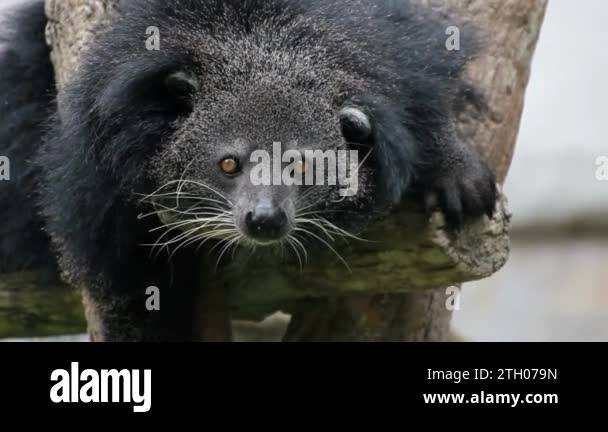 Palawan bear cat Stock Videos & Footage - HD and 4K Video Clips - Alamy