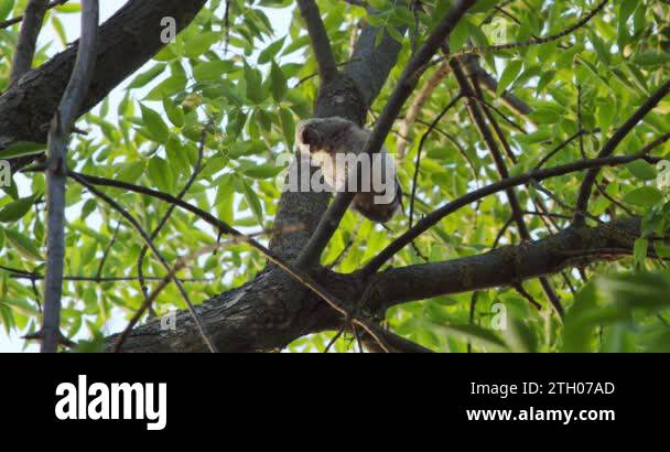 Sharp strong claws Stock Videos & Footage - HD and 4K Video Clips - Alamy