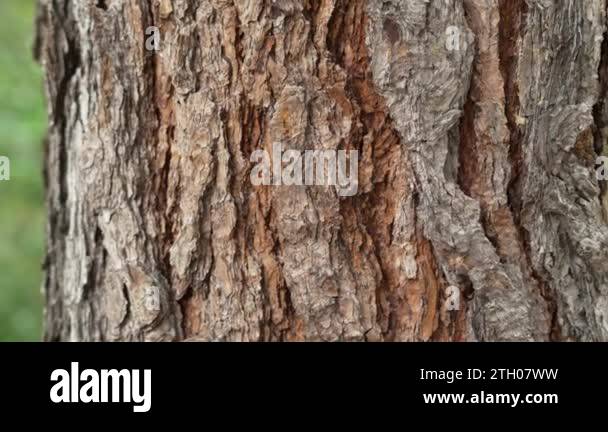Eco tree trunk bark Stock Videos & Footage - HD and 4K Video Clips - Alamy
