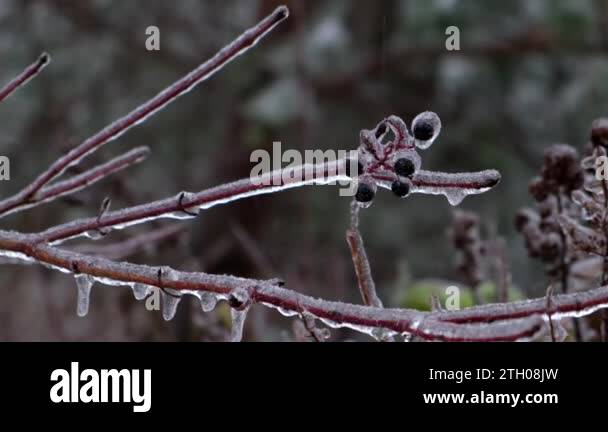 Ice storm frozen branches Stock Videos & Footage - HD and 4K Video ...