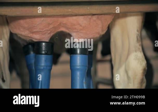 Automated Milking Suction Machine During Work With Cow Udder. Automated ...