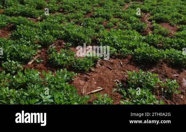Peanut plants red soil Stock Videos & Footage - HD and 4K Video Clips ...