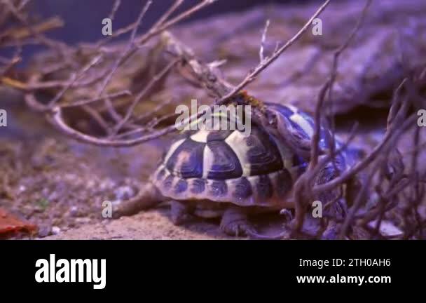 cuora amboinensis looking at the camera without taking his eyes off ...