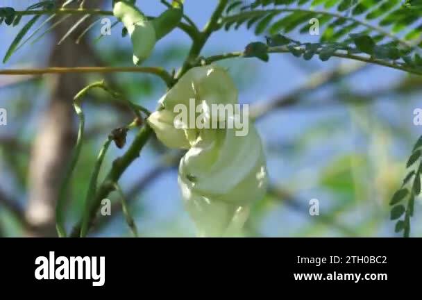 Vegetable hummingbird (Also called Sesbania grandiflora, hummingbird ...