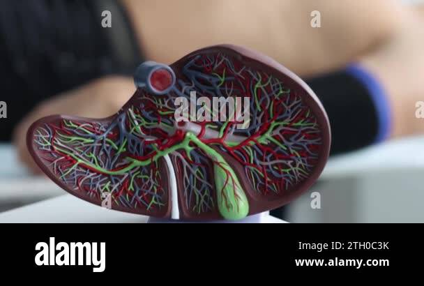 Doctor examines liver of adult male patient with ultrasound scan in ...