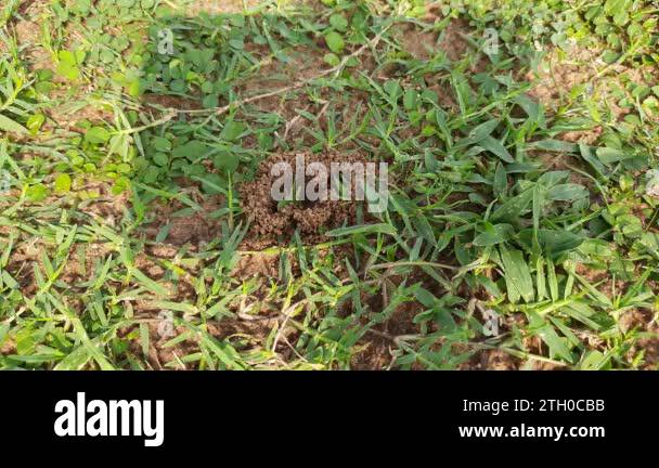 Ants are making their home and Digging the soil from inside is bringing ...