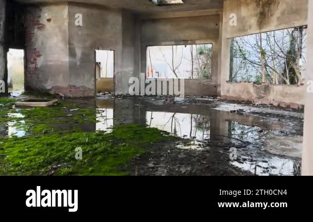 Dark green creepy moss Stock Videos & Footage - HD and 4K Video Clips ...