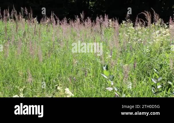 Wild flower meadow for bees and insects Stock Videos & Footage - HD and ...