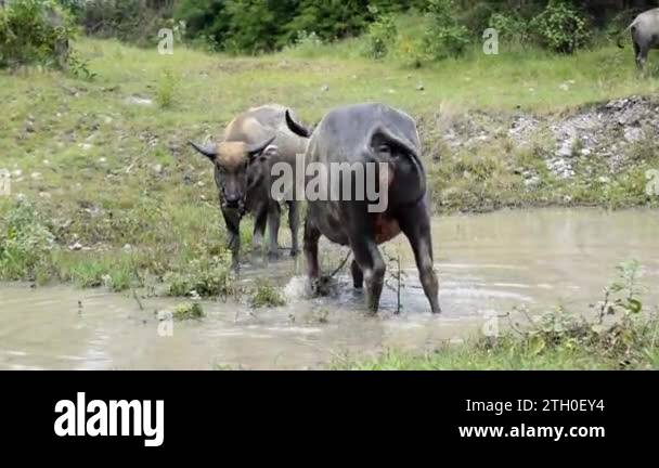 Plough with water buffalo Stock Videos & Footage - HD and 4K Video ...