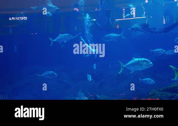 Large underwater aquarium and zoo in the shopping mall, known as the ...
