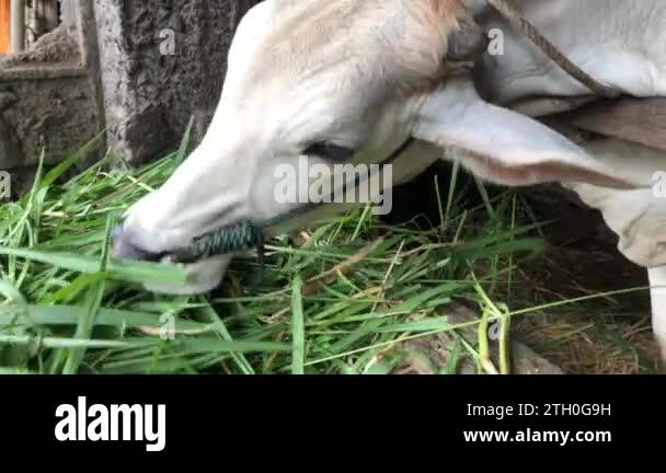 Ongole Crossbred cattle or Javanese Cow in Indonesia in traditional ...