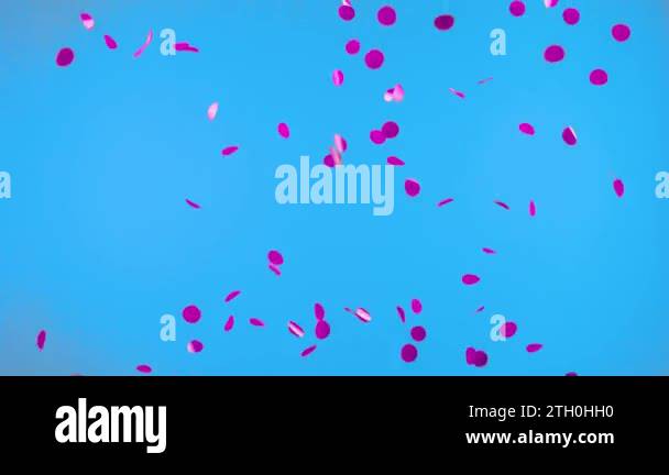Round pink confetti floating in air on blue screen chroma key ...