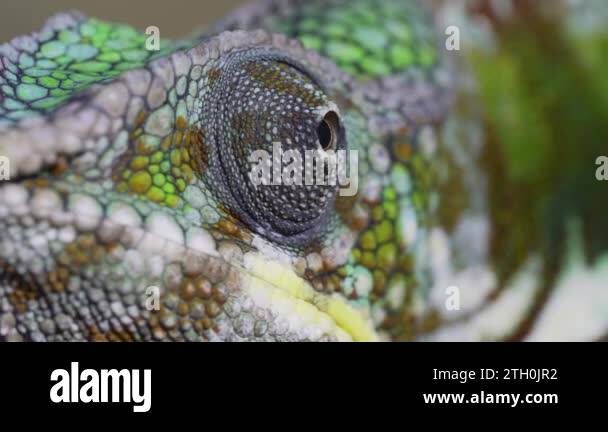 Extreme close-up, the eye of the chameleon rotates looking around ...