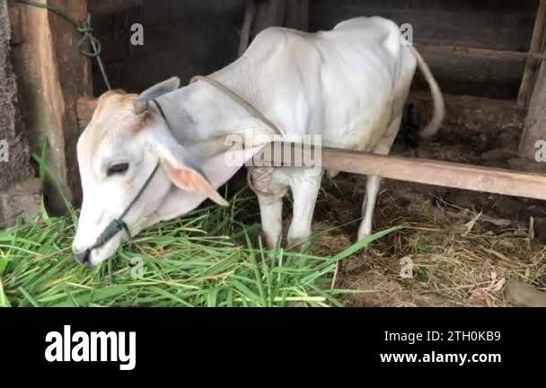 Ongole Crossbred cattle or Javanese Cow in Indonesia in traditional ...
