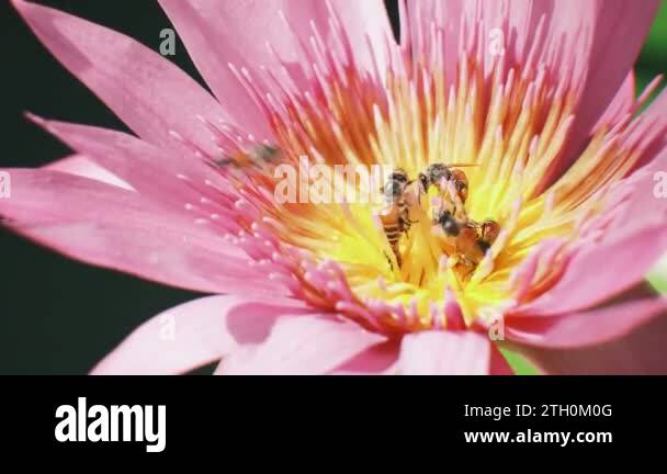 Close-up, swarm of bees is sucking the nectar from purple water lily ...