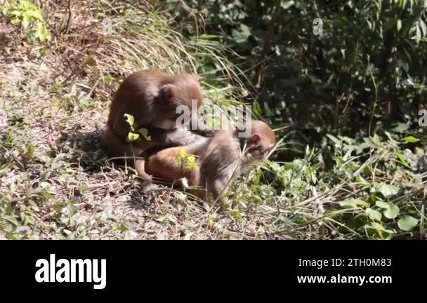 Monkey country Stock Videos & Footage - HD and 4K Video Clips - Alamy