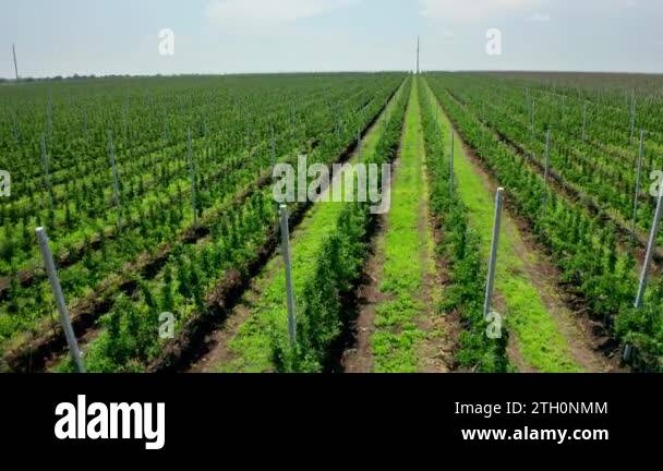 Planting fruit trees from a birds eye view. Young seedlings of fruit ...