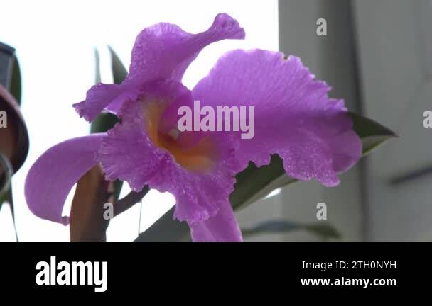 Cattleya flower Stock Videos & Footage - HD and 4K Video Clips - Alamy