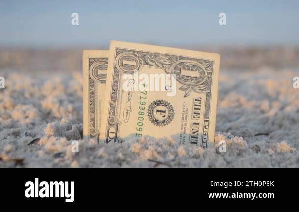 Two banknotes one dollar in the sand on the sandy beach of sea shore at ...