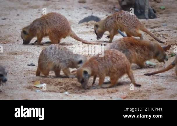 Meerkat eating insects Stock Videos & Footage - HD and 4K Video Clips ...