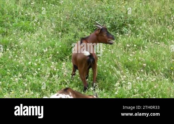Bleating goat Stock Videos & Footage - HD and 4K Video Clips - Alamy