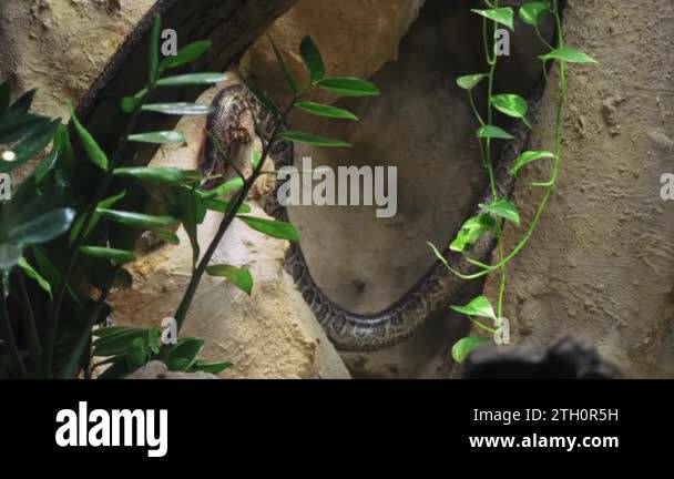Snakes up close Stock Videos & Footage - HD and 4K Video Clips - Alamy