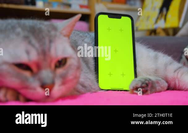 Greenscreen phone. Phone green screen and cat. Phone screen replacement ...