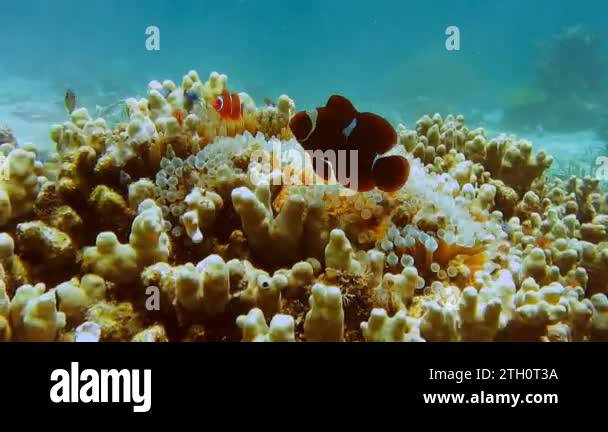 Clown fish family nemo Stock Videos & Footage - HD and 4K Video Clips ...