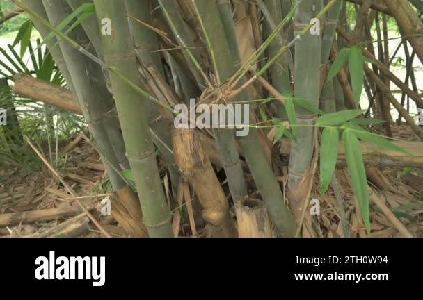 Bamboo, bamboo plants are evergreen perennial flowering plants ...