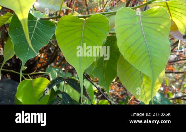 A close up shot of a sacred fig, Ficus religiosa leaf. It is also known ...