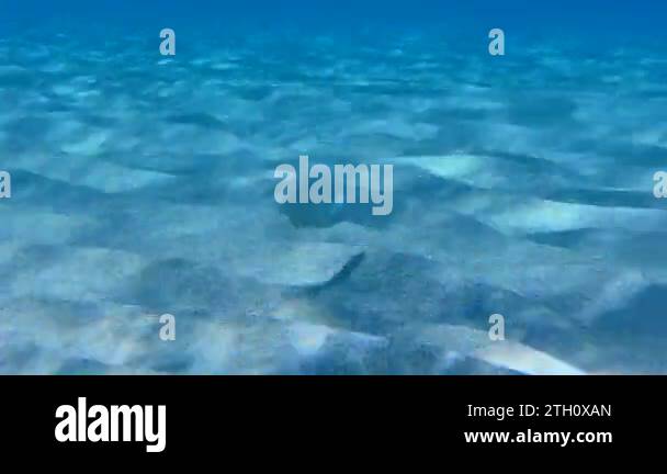 Cleaver Wrasse or Pearly Razorfish (Xyrichtys novacula) searches for ...