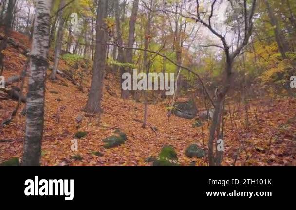 Walking straight through trees on a small incline in a trail in the ...