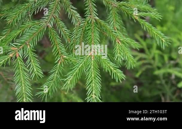 Coniferous Forest Plants