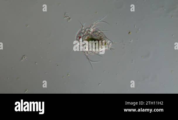 Nauplius larva of copepod Stock Videos & Footage - HD and 4K Video ...