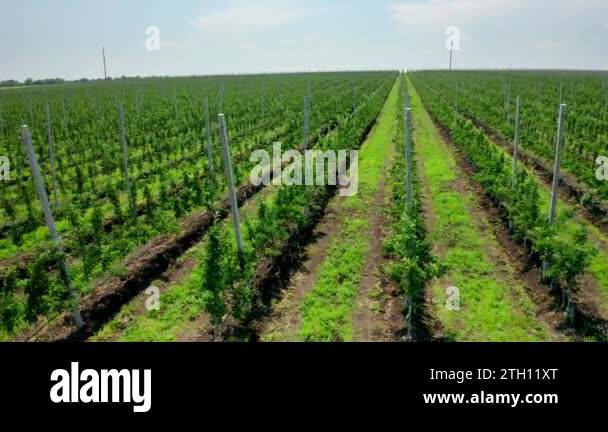 Planting fruit trees from a birds eye view. Young seedlings of fruit ...