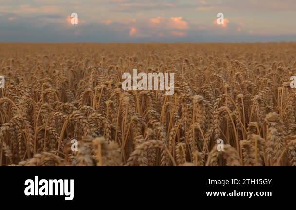 Ukrainian agriculture Stock Videos & Footage - HD and 4K Video Clips ...