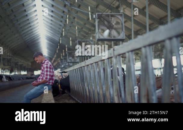 Farm barn owner sitting on farmland facility with cows herd resting ...