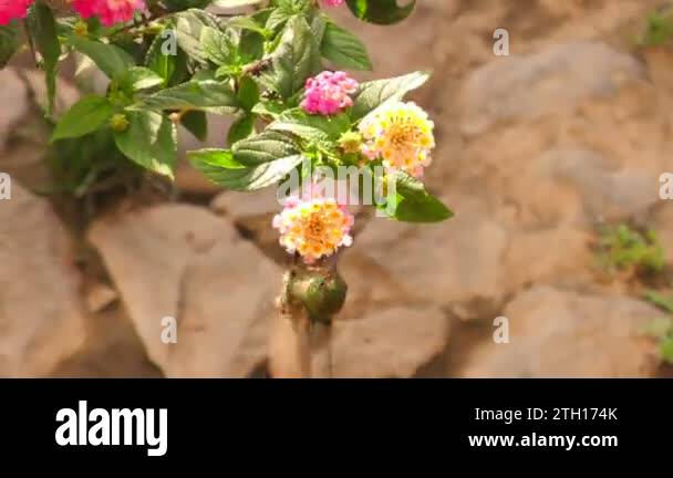 Ecuador native flower Stock Videos & Footage - HD and 4K Video Clips ...