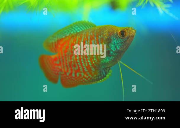 Dwarf Gourami, Colisa lalia, small, brightly colored freshwater fish ...